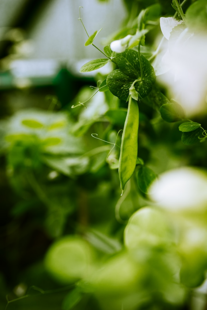 Nutrasumma- Fermented Pea Protein- Natural Supplements